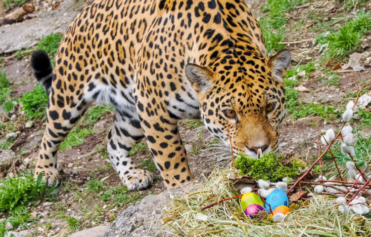 Easter Sunday at the zoo : salzburg.info