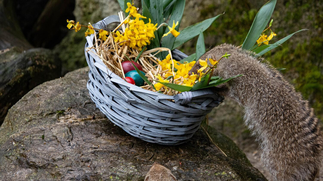 Easter Sunday at the zoo : salzburg.info