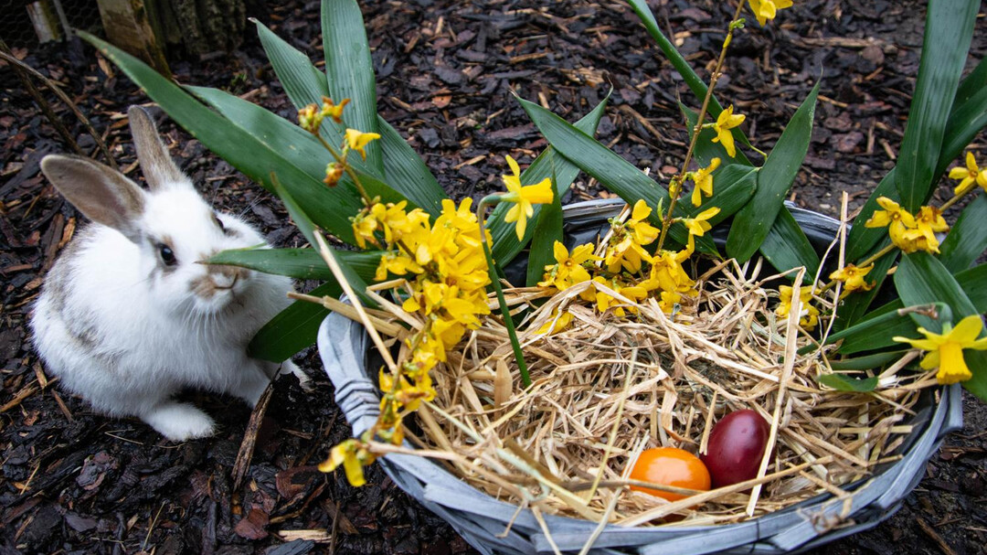 Easter Sunday at the zoo : salzburg.info