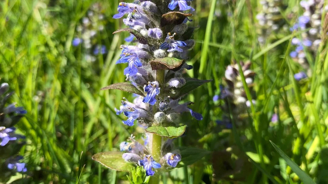 Einfach ich - mit Kräutern zur Ruhe kommen : Event : salzburg.info