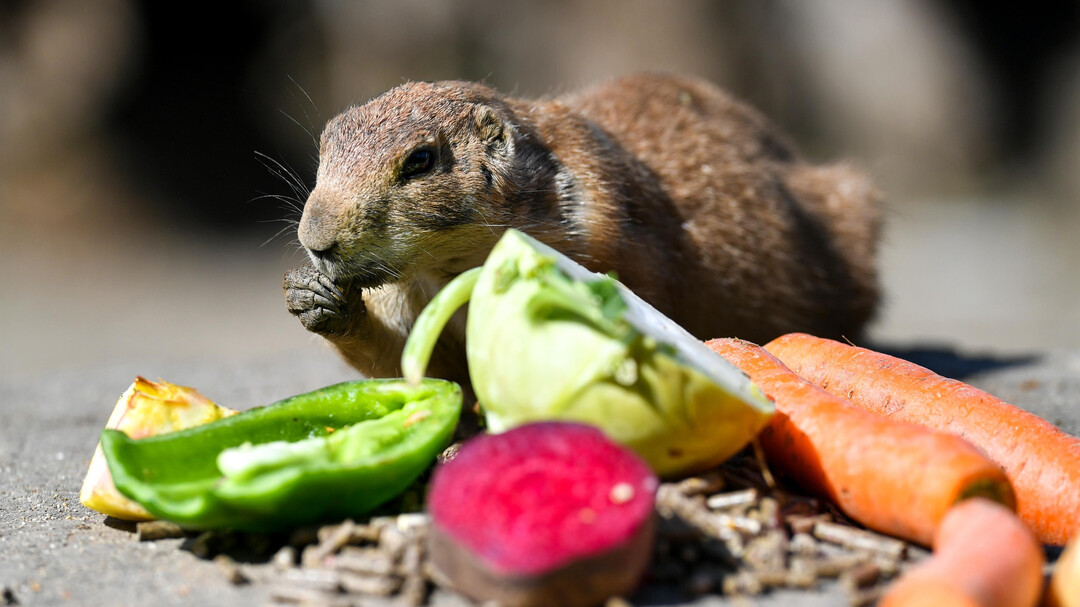 Salzburg Zoo : Sightseeing Attractions close to Salzburg