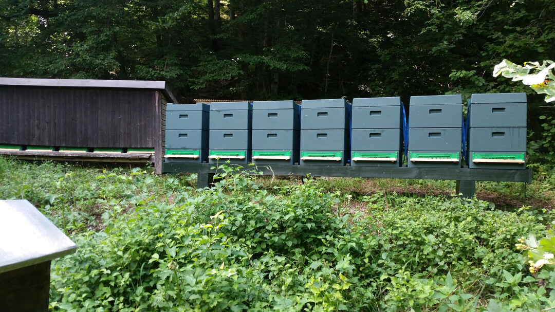 Hauer Sebastian - Imkerei : salzburg.info