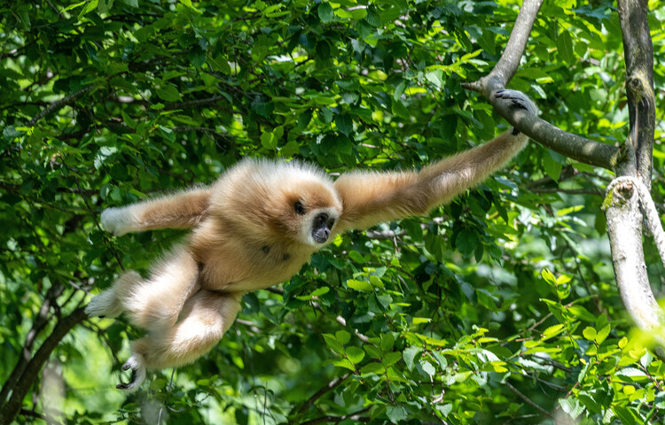 Advent Tour: Wildlife Ready for Winter | How Animals Adapt to the