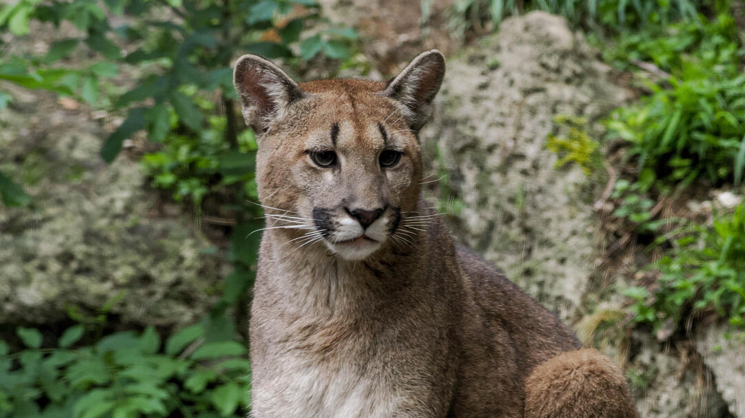 Salzburg Zoo : Sightseeing Attractions close to Salzburg