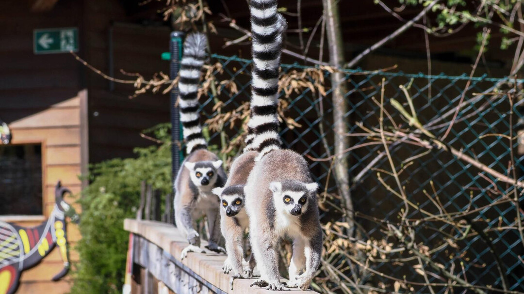 Salzburg Zoo : Sightseeing Attractions close to Salzburg