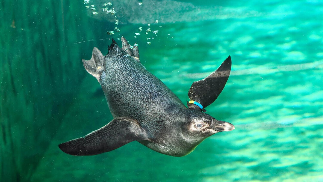 Salzburg Zoo : Sightseeing Attractions close to Salzburg