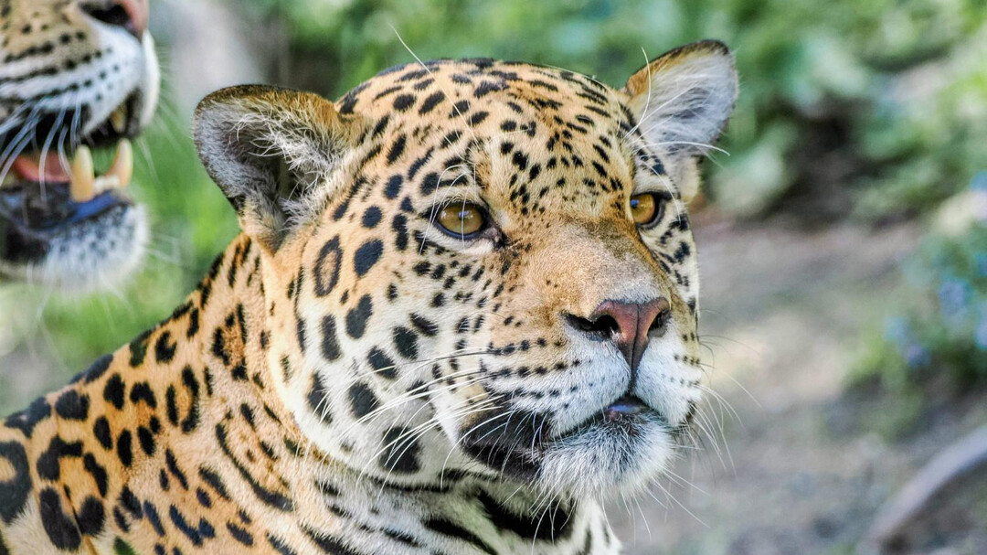 Salzburg Zoo : Sightseeing Attractions close to Salzburg