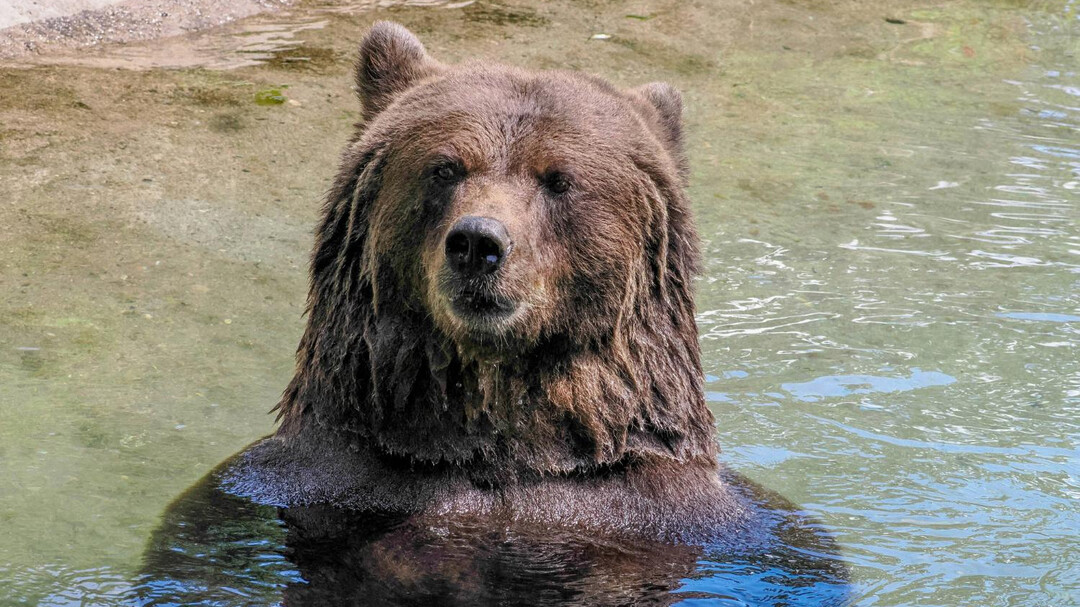 Salzburg Zoo : Sightseeing Attractions close to Salzburg